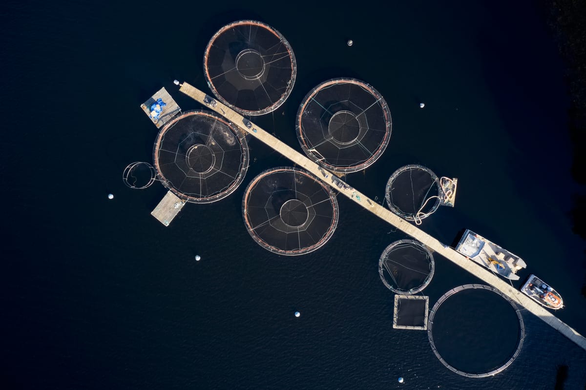 Seven million lice-eating fish have died at Scottish salmon farms